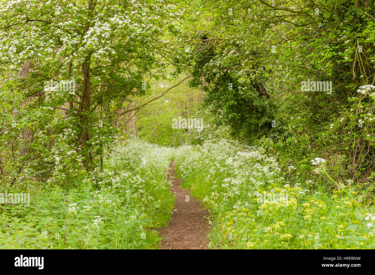 The old railway line walk in Broome , Bungay , Suffolk , England ...