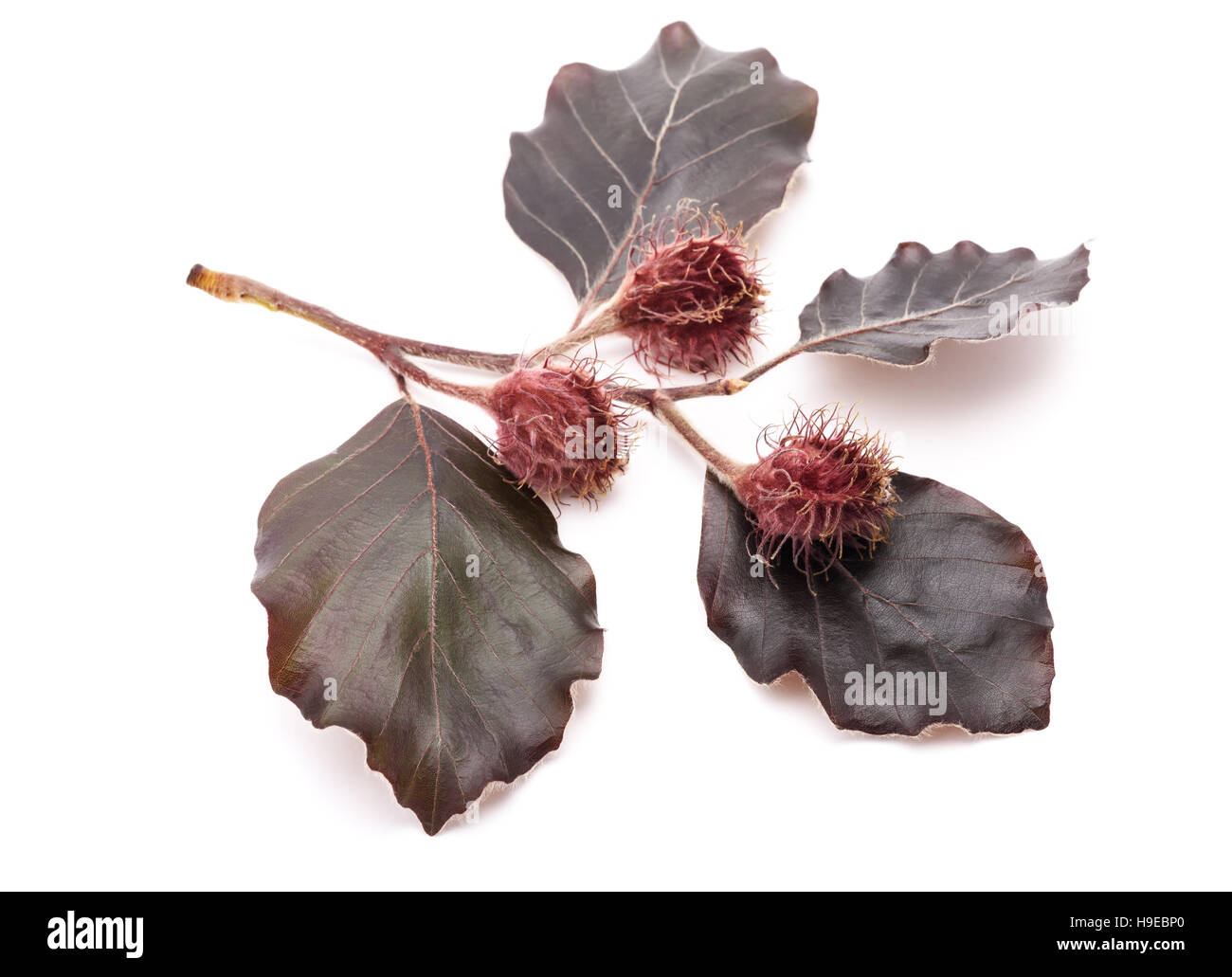 Red Beech branch (Fagus sylvatica purpurea ) isolated on white Stock ...