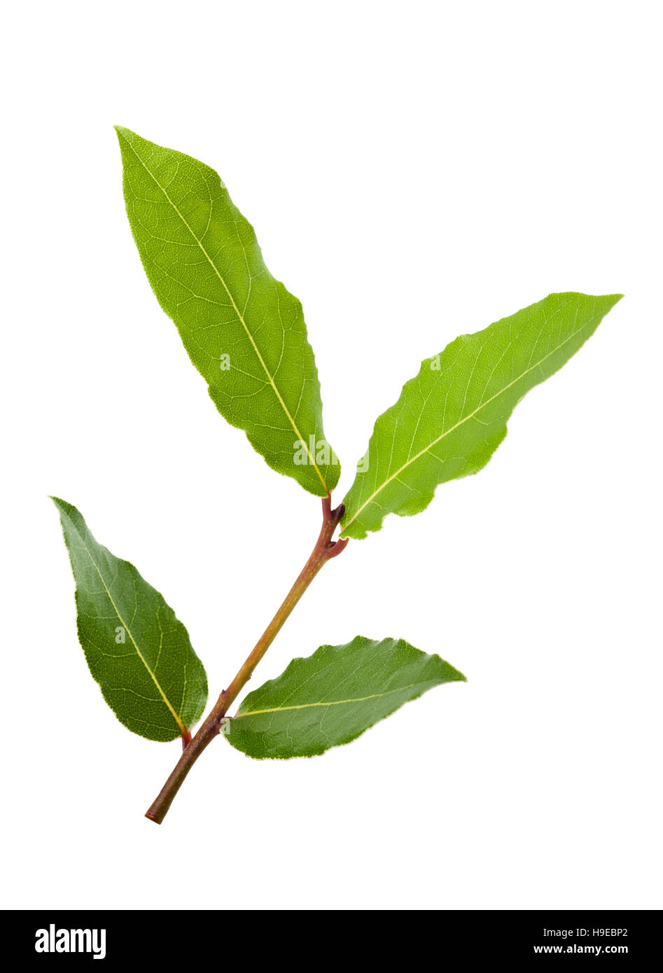 Sprig of bay leaves hi-res stock photography and images - Alamy