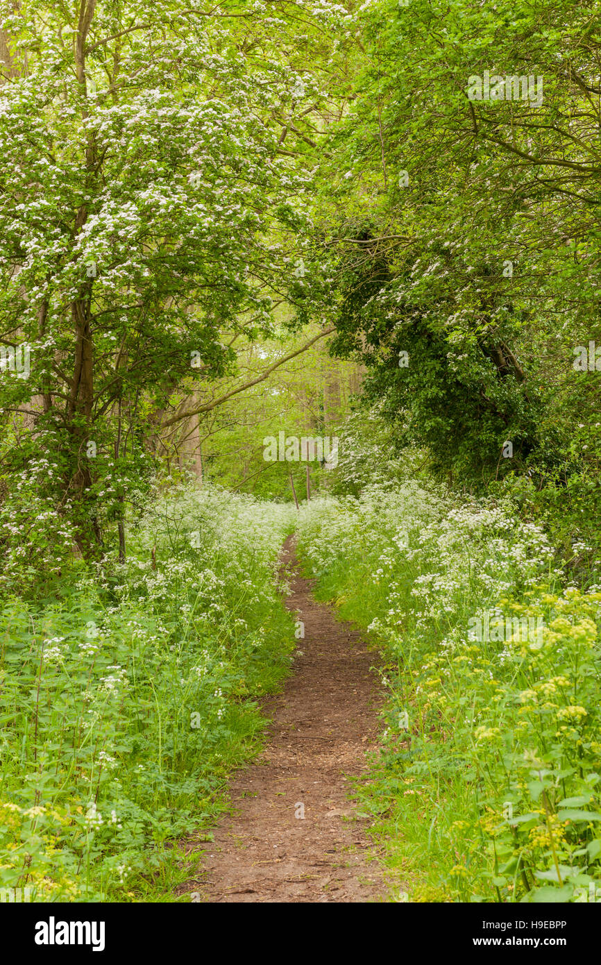 The old railway line walk in Broome , Bungay , Suffolk , England ...