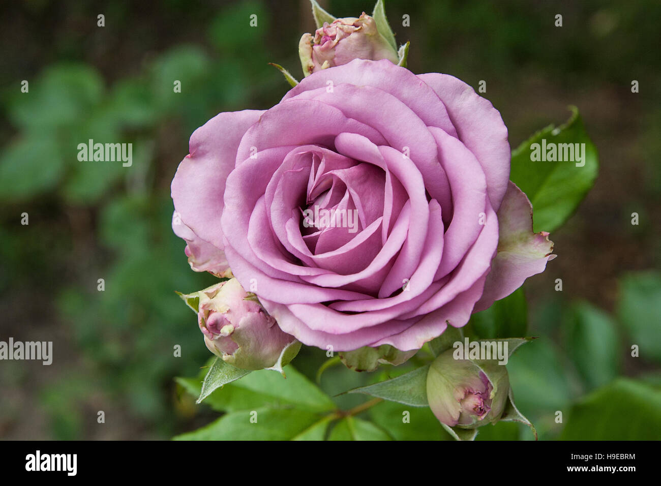 Beautiful pink rose in the garden. Artistic image of beautiful flower ...