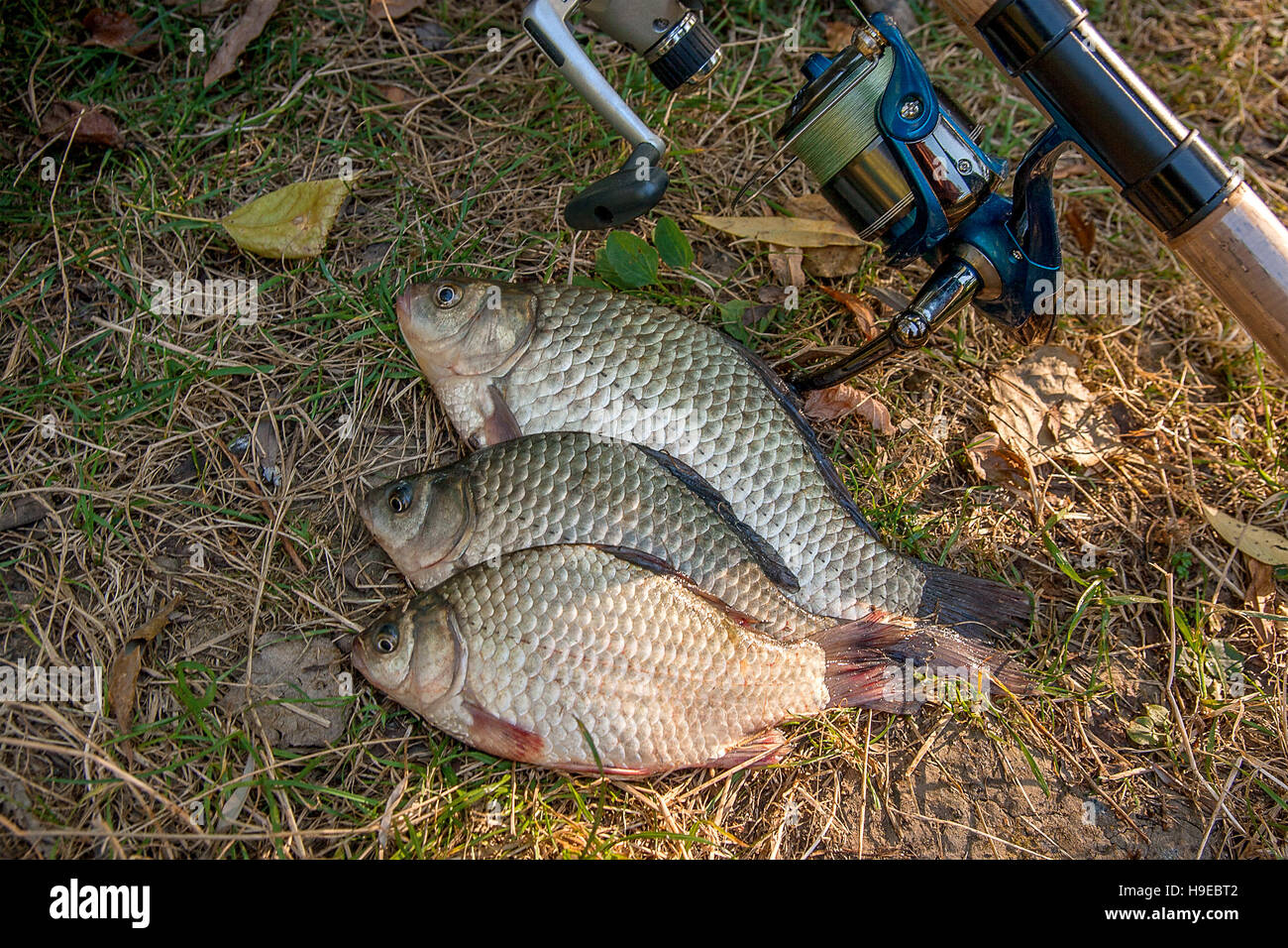 Catching freshwater fish and fishing rod with fishing reel on green ...