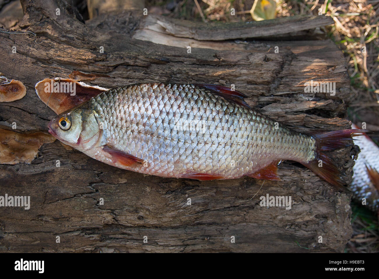 Freshwater fish just taken from the water. Several roach fish on green ...