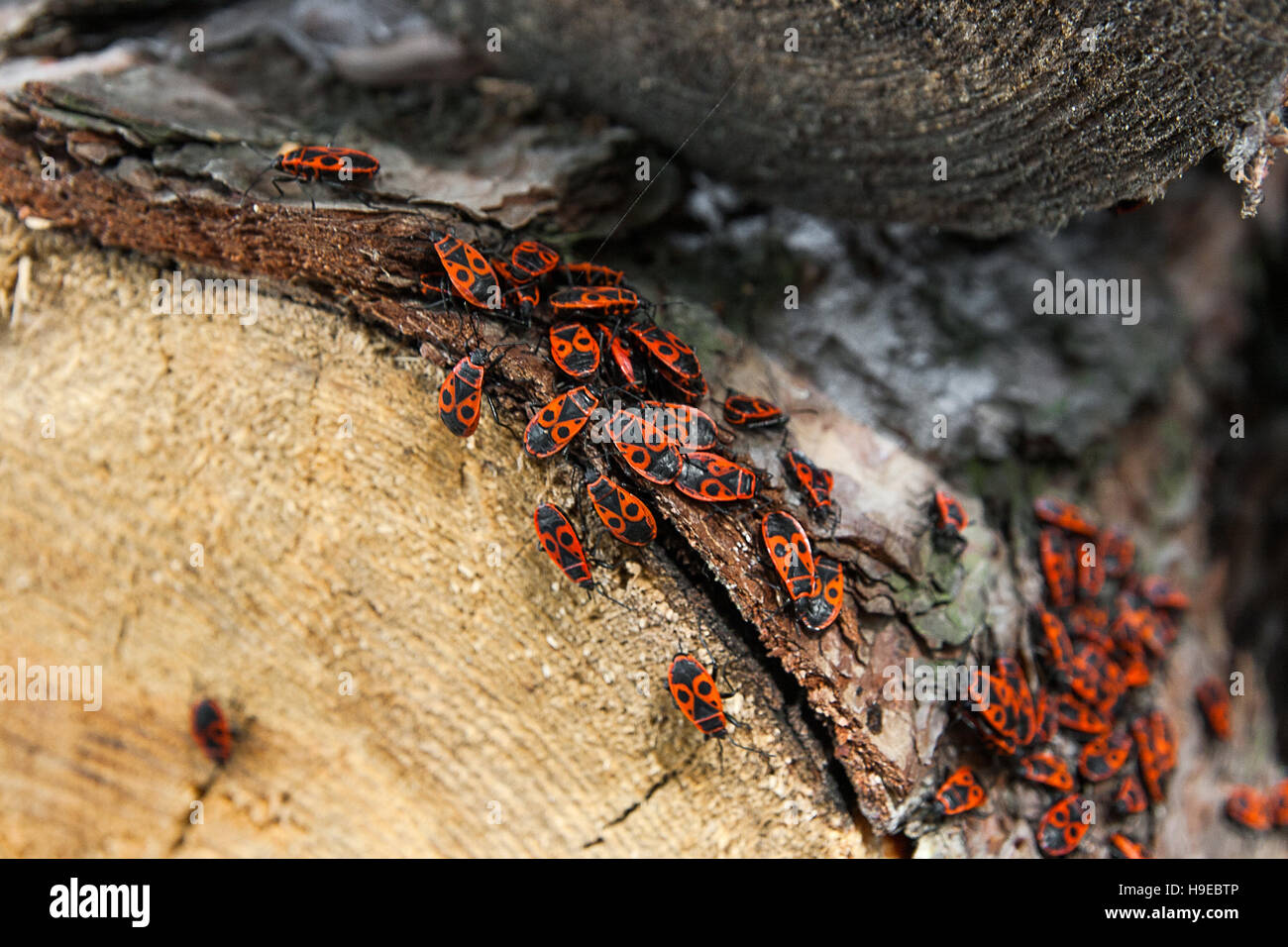 Group insects red black forest firebug hi-res stock photography and ...