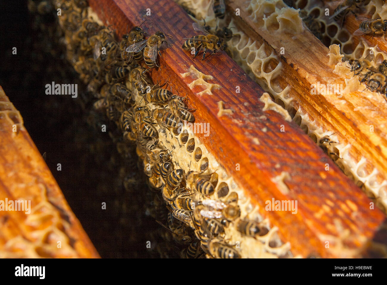Animal with bee hive hi-res stock photography and images - Alamy