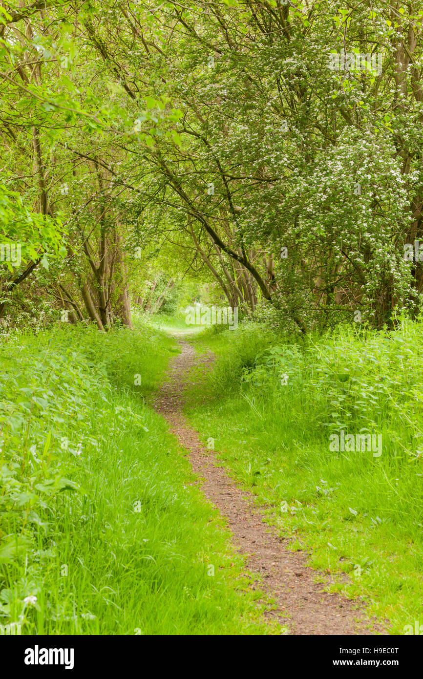 The old railway line walk in Broome , Bungay , Suffolk , England ...
