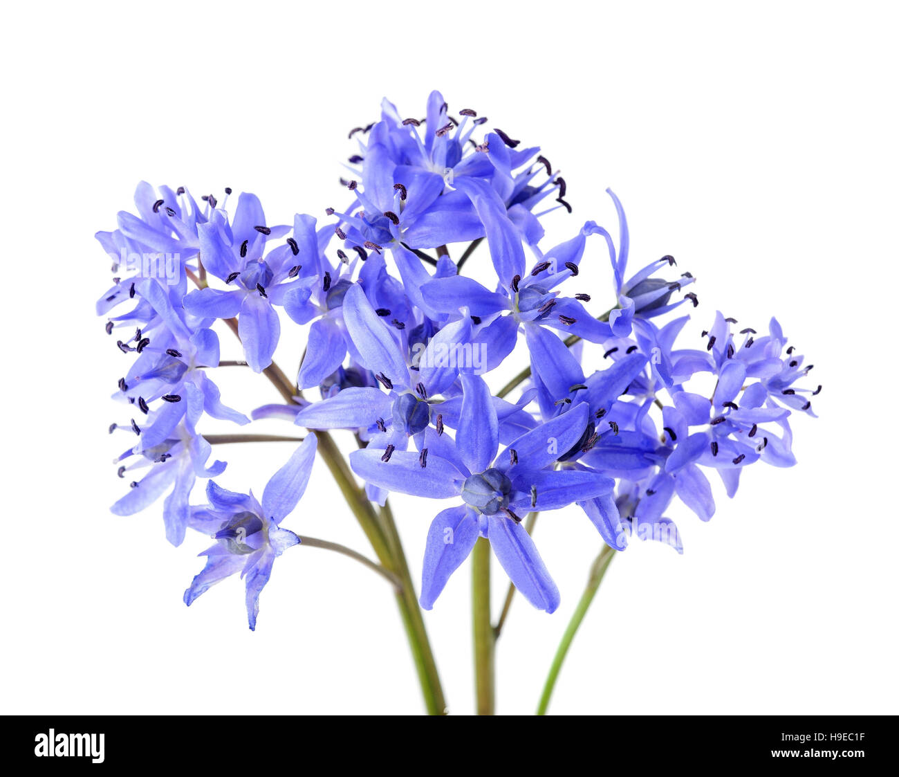 White squill scilla hi-res stock photography and images - Alamy