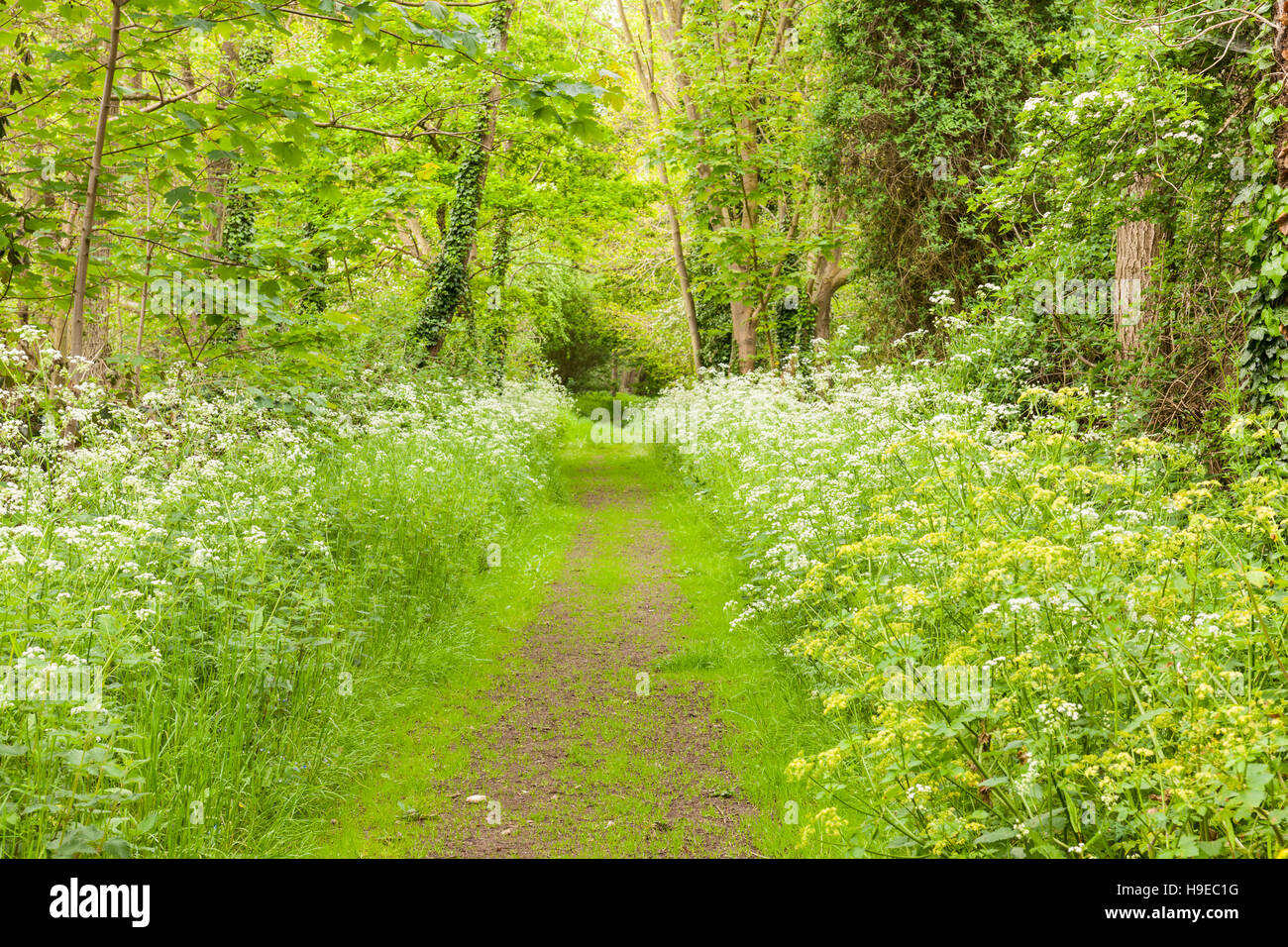 The old railway line walk in Broome , Bungay , Suffolk , England ...