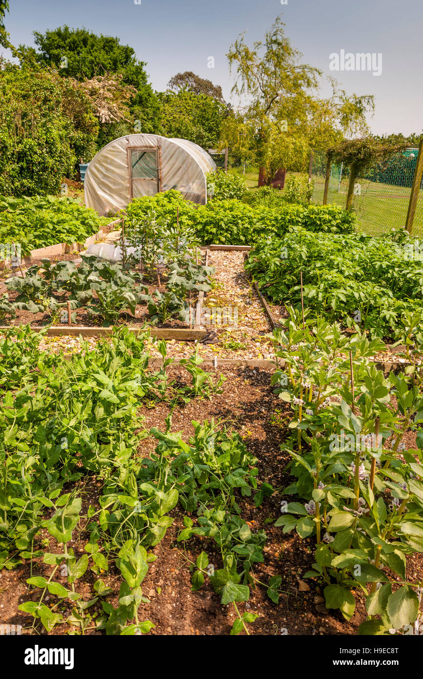 Vegetable patch hi-res stock photography and images - Alamy