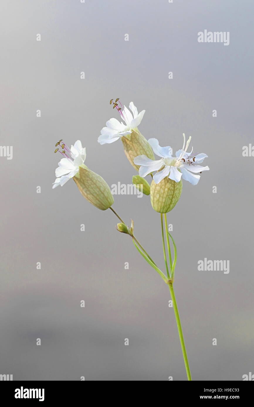 Bladder Campion, Silene, vulgaris, known also as Maidenstears, popular ...