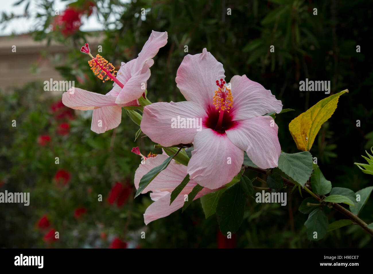 Hibiscus rosa sinensis chinese hibiscus hi-res stock photography and ...