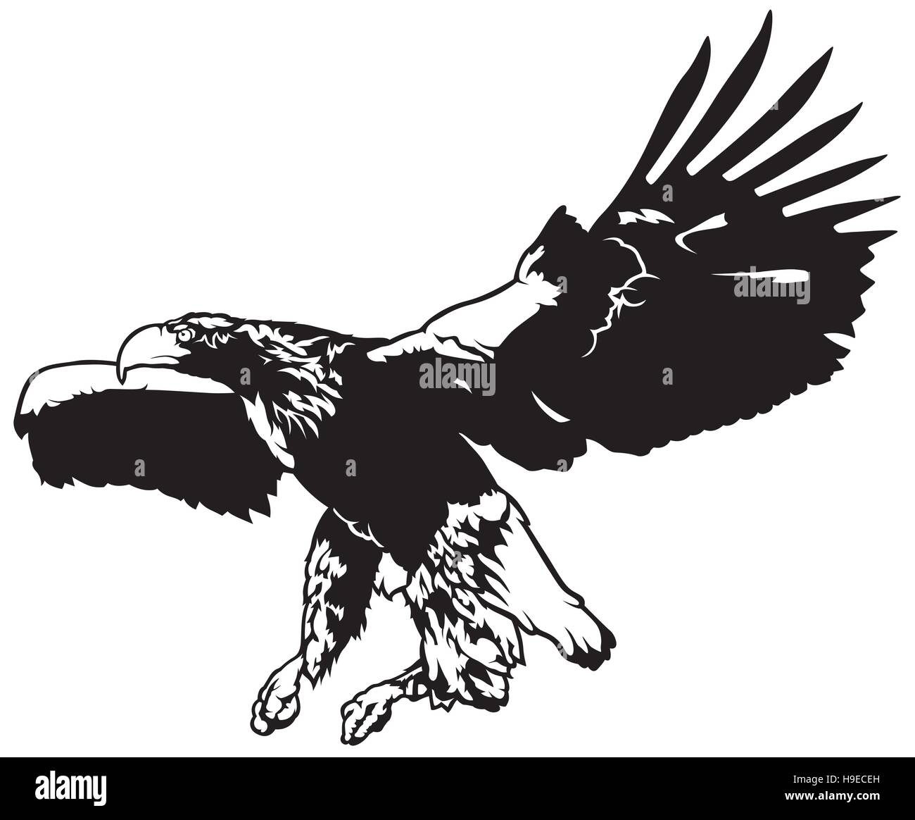 Fledgling eagle wings Stock Vector Images - Alamy