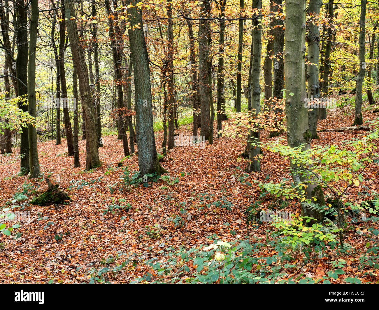 Autumn Trees in Skipton Castle Woods Skipton North Yorkshire England ...