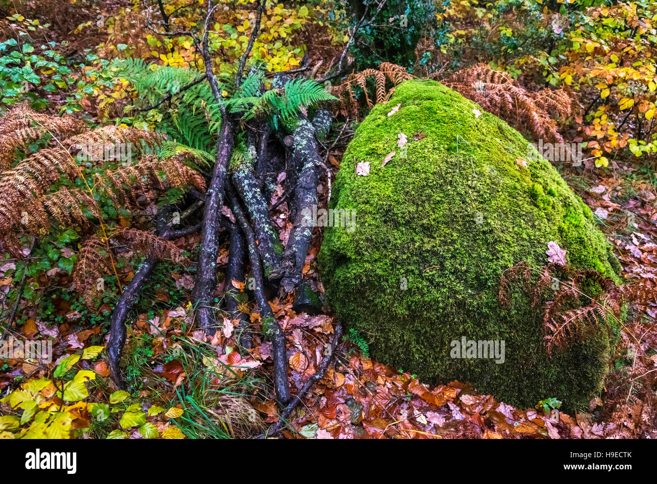 Twigs of forest leaves hi-res stock photography and images - Alamy