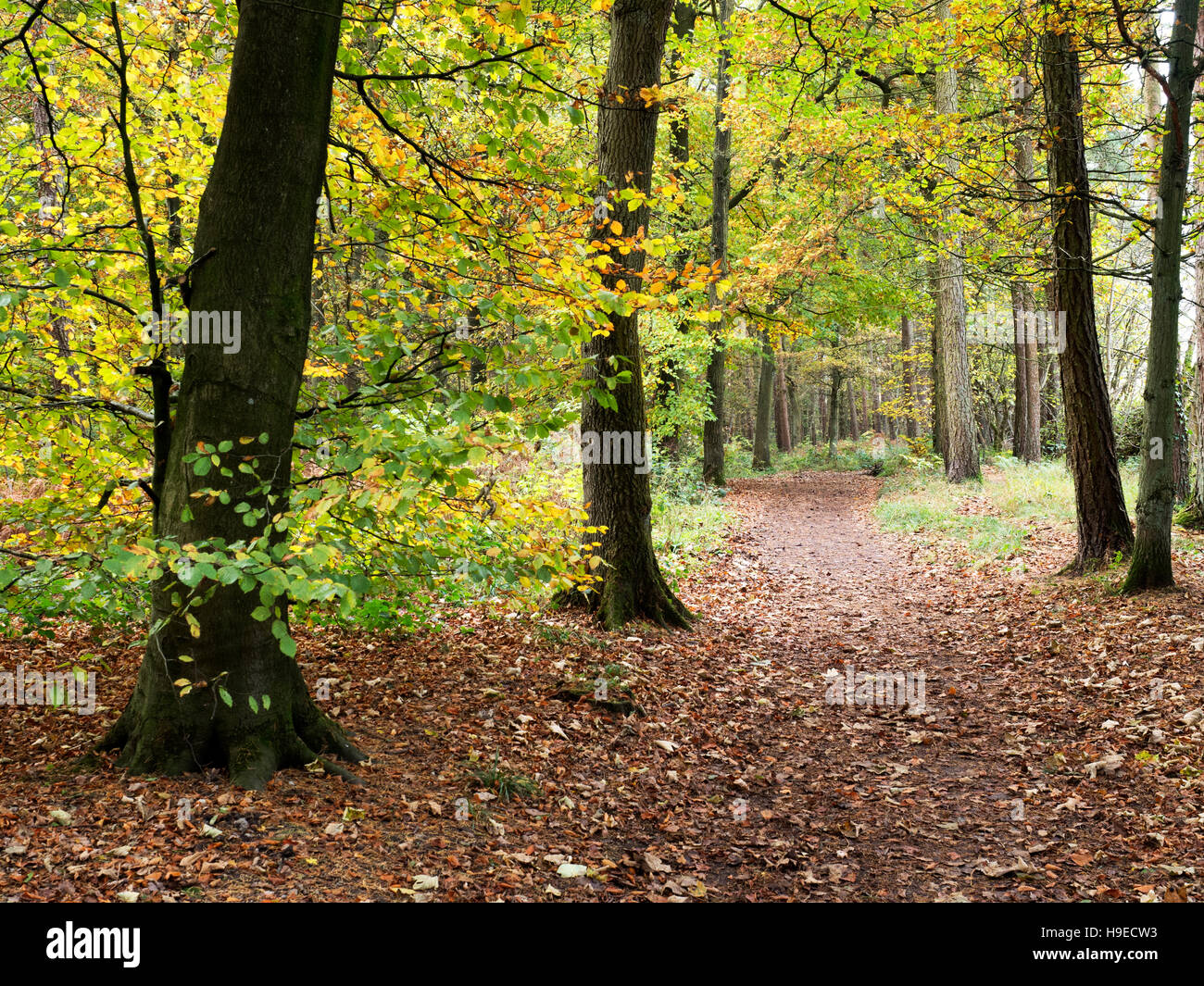 Path through Autumn Trees in Skipton Castle Woods Skipton North ...