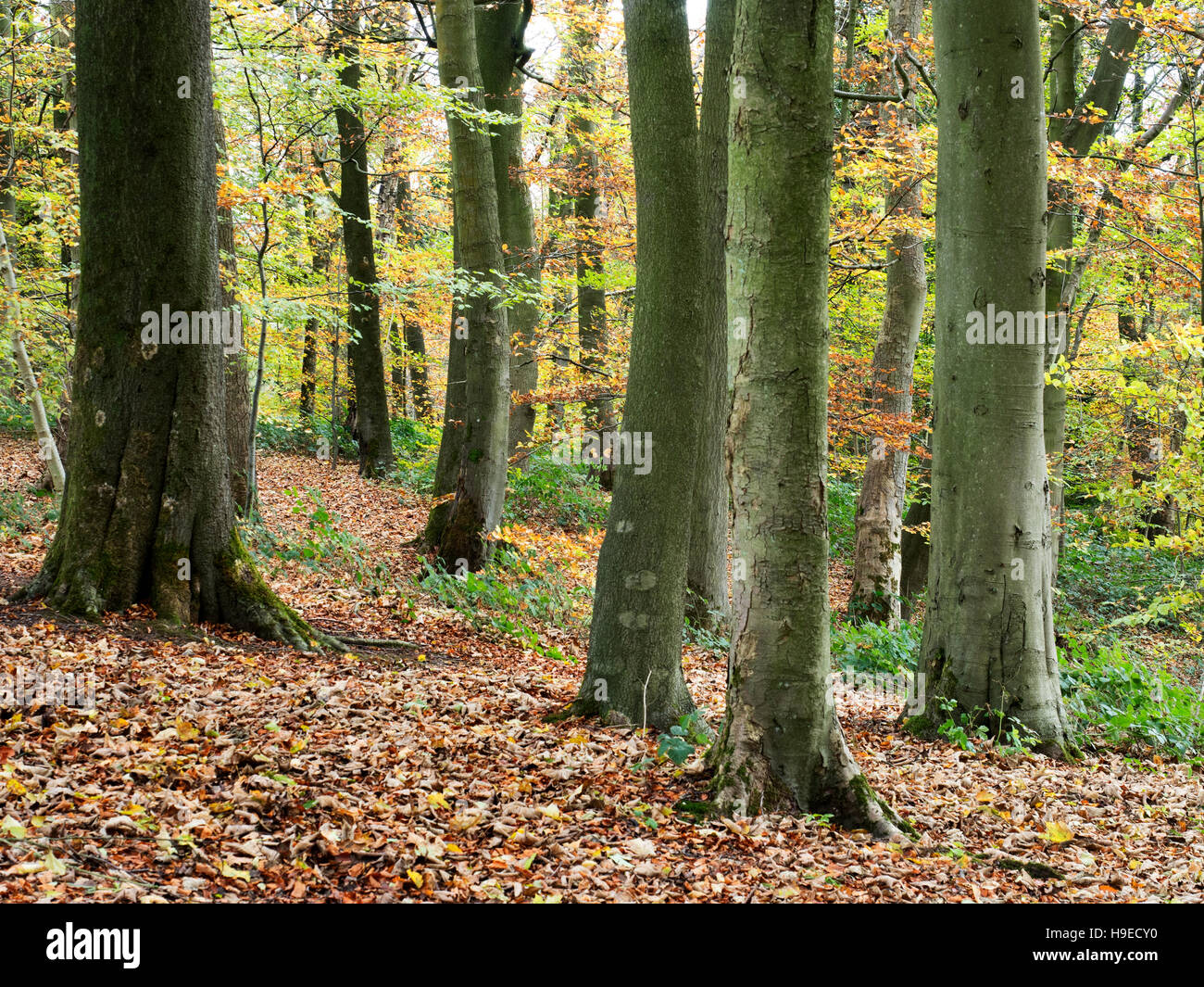 Skipton castle woods autumn hi-res stock photography and images - Alamy