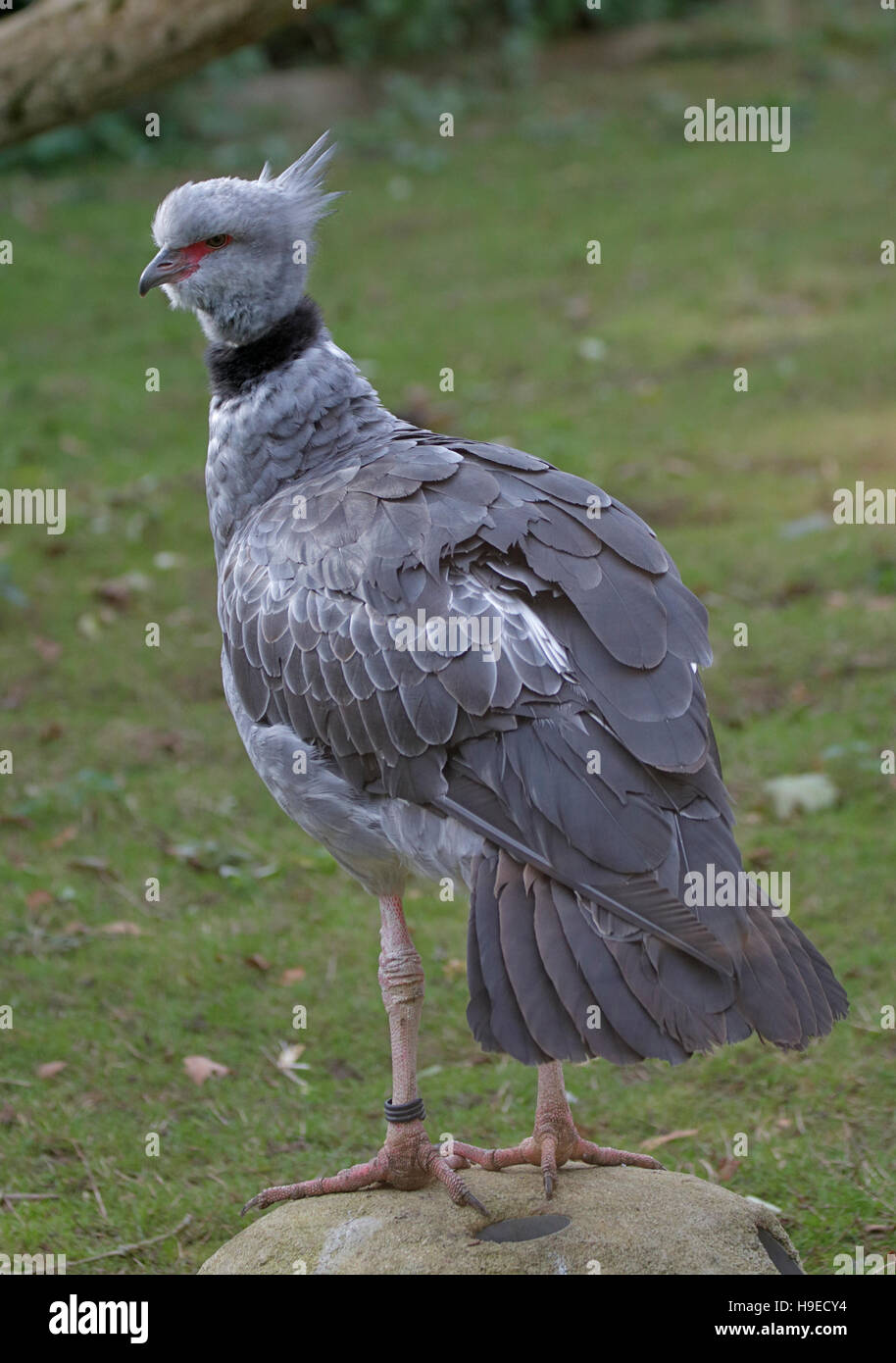 Crested Screamer (chauna torquata Stock Photo - Alamy