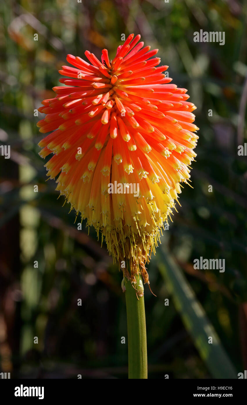 Red Hot Pokers High Resolution Stock Photography and Images - Alamy