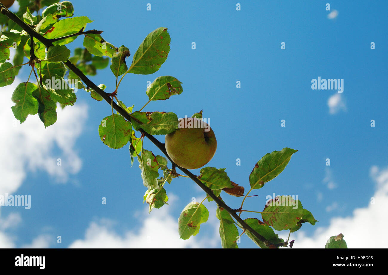 Branch of tree hi-res stock photography and images - Alamy