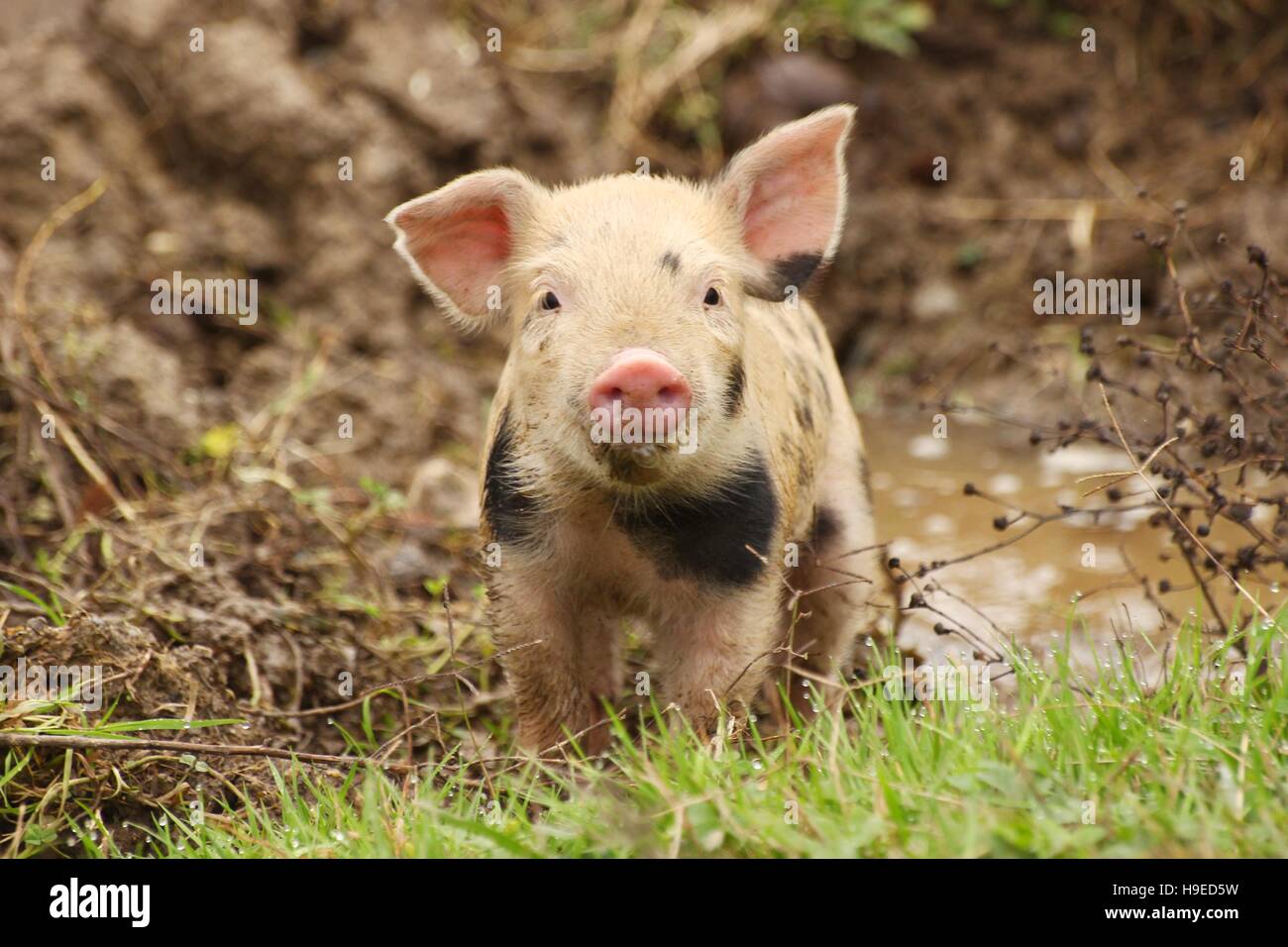 Cute piglet on the meadow Stock Photo - Alamy