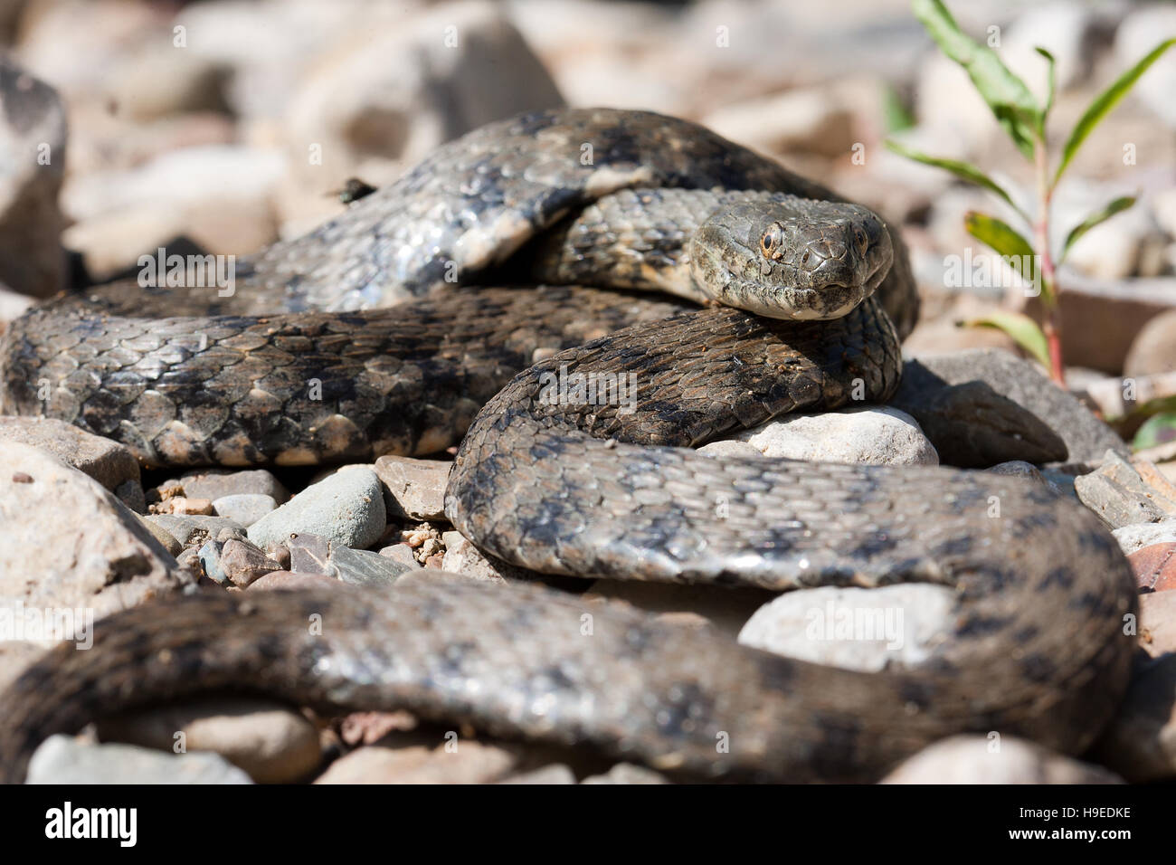Snake river wildlife hi-res stock photography and images - Alamy