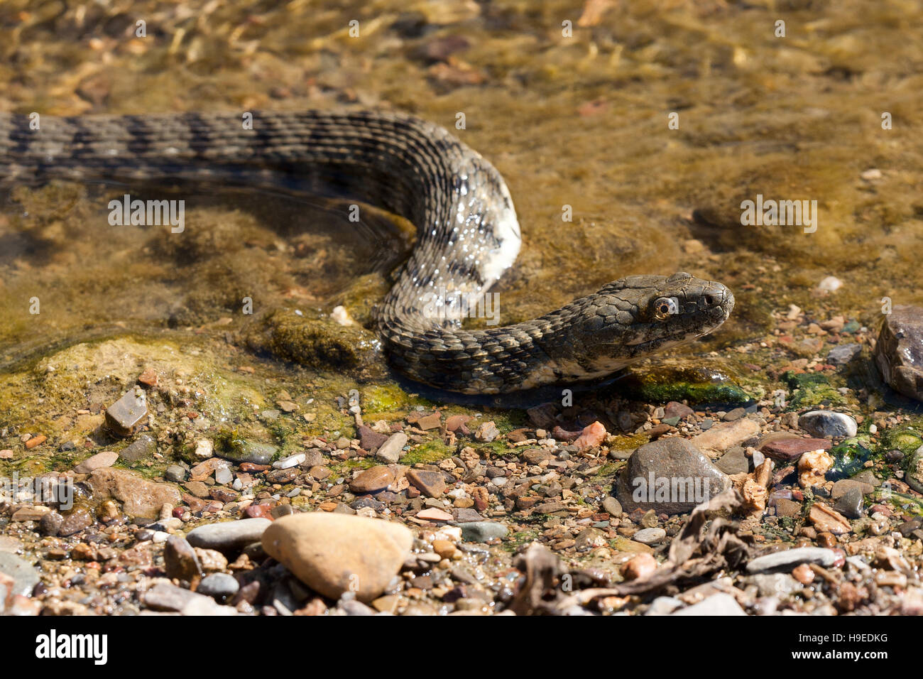 Snake river wildlife hi-res stock photography and images - Alamy