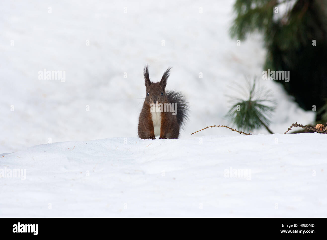 Squirrel in the forest Stock Photo - Alamy