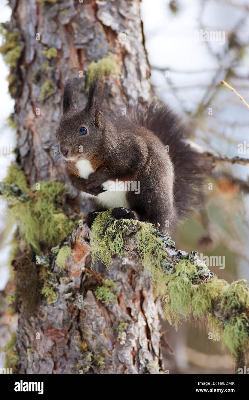 Squirrel in the forest Stock Photo - Alamy