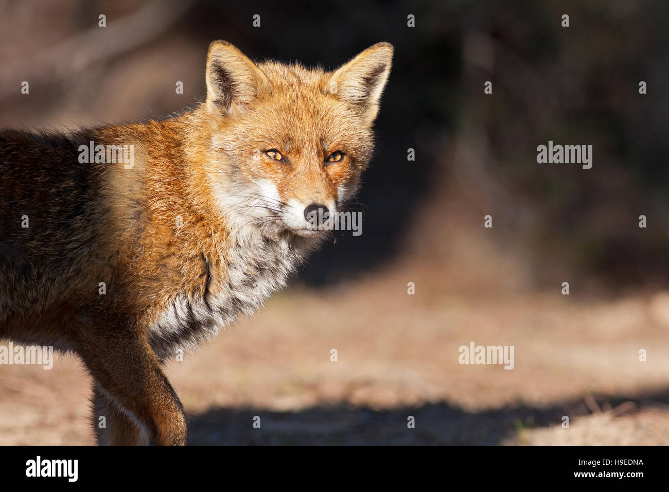 Red Fox Digging High Resolution Stock Photography and Images - Alamy