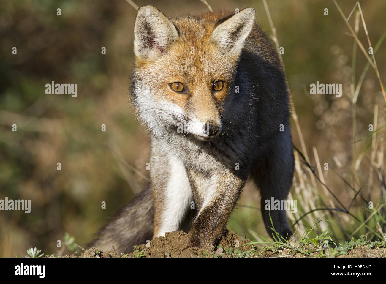 Red fox in the forest in Italian Stock Photo - Alamy