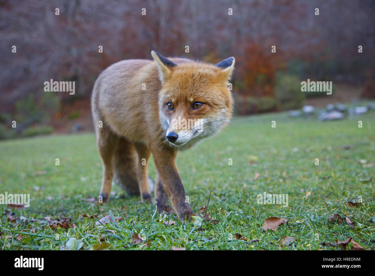 Red fox in the forest in Italian Stock Photo - Alamy