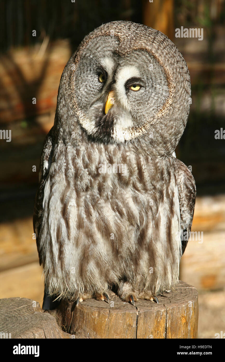 Great grey owl tawny hi-res stock photography and images - Alamy