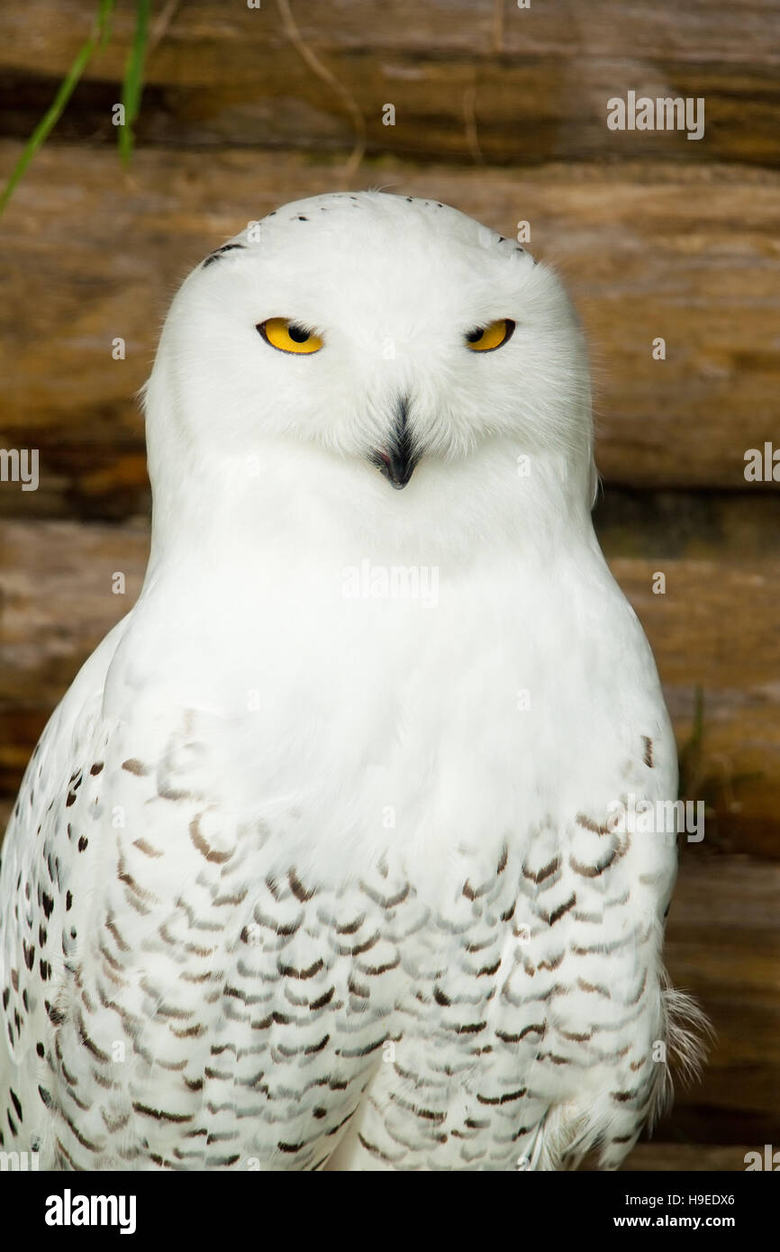 Snow_owl hi-res stock photography and images - Alamy