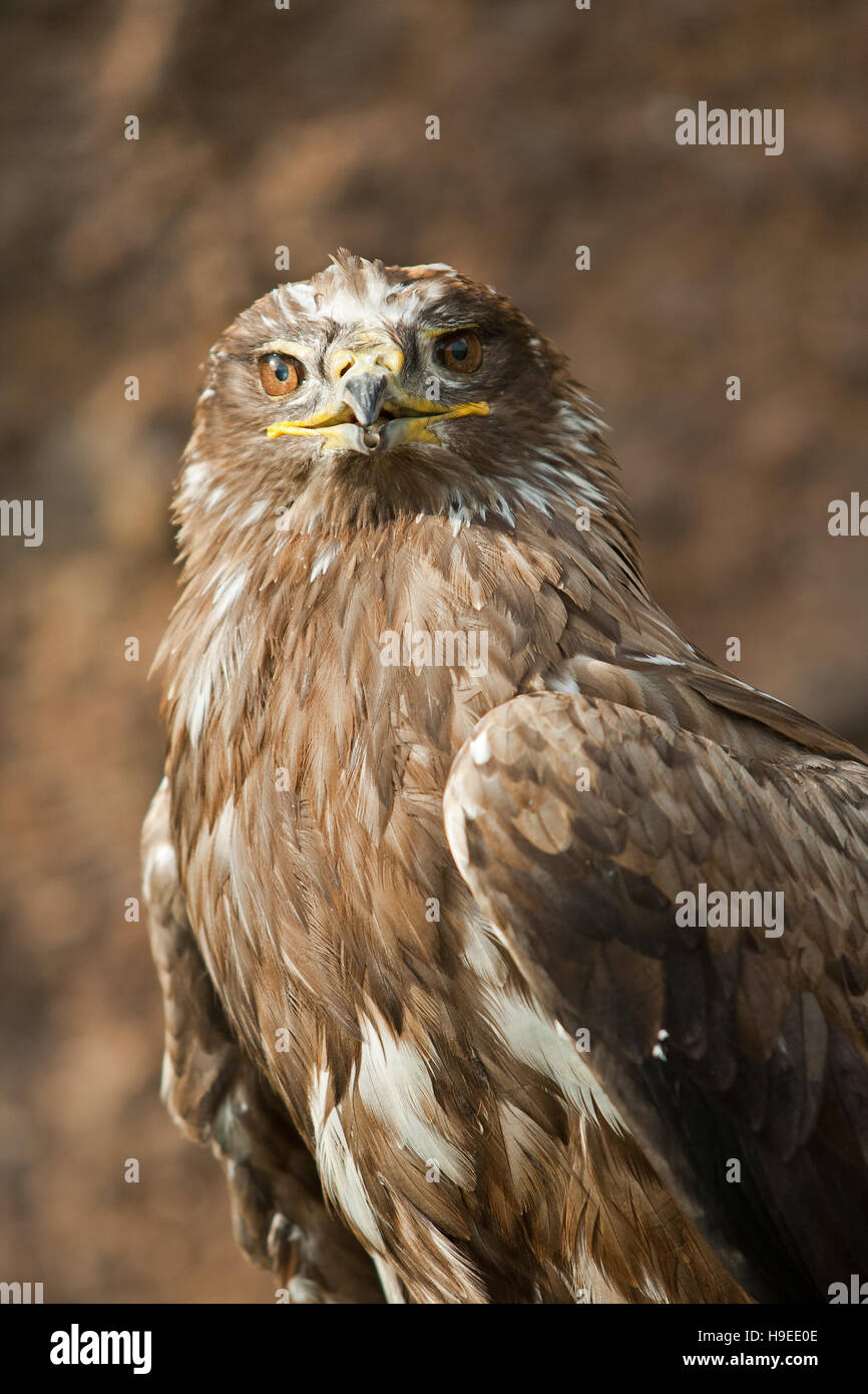 Eagle in the forest in Italy Stock Photo - Alamy
