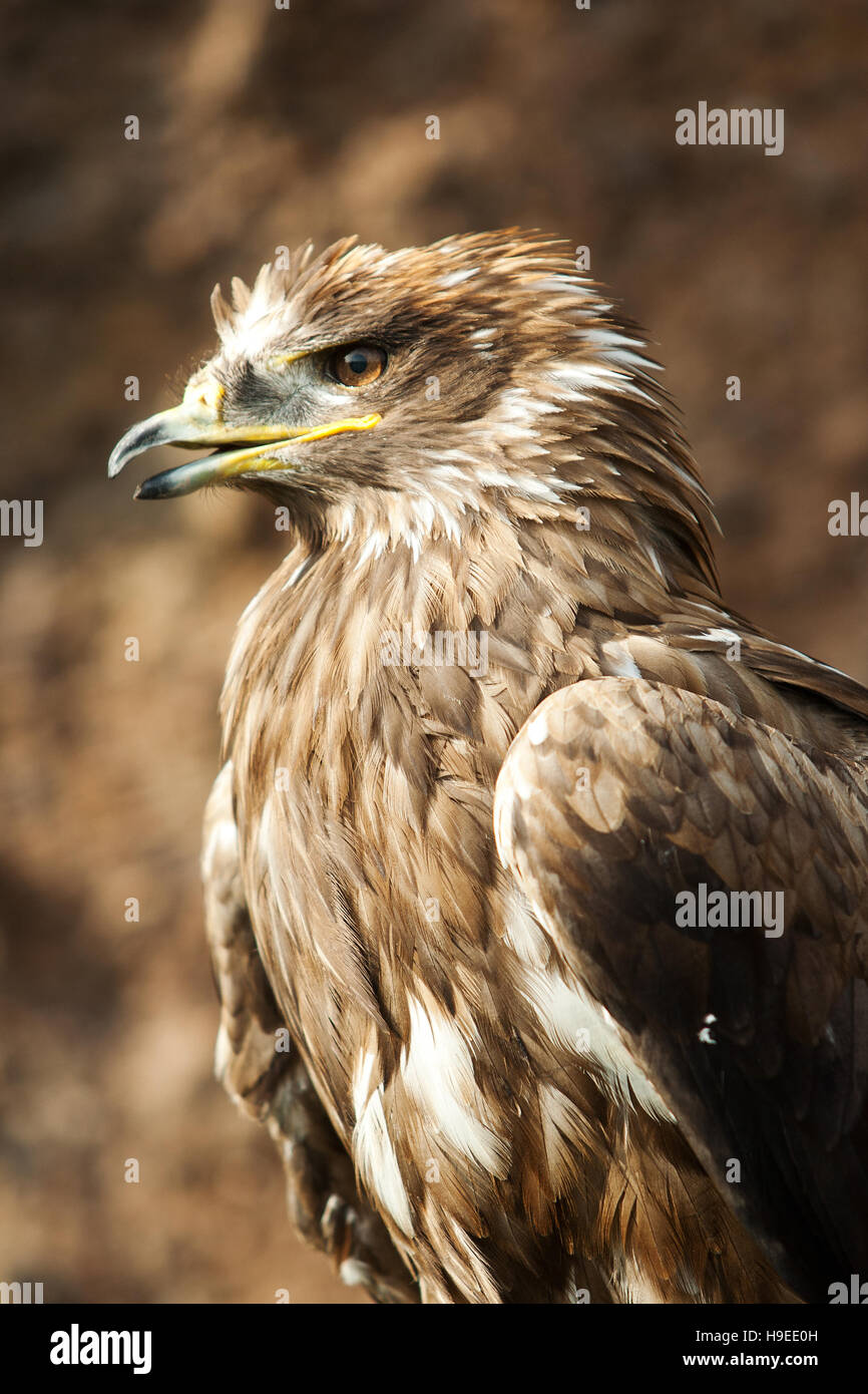 Eagle in the forest in Italy Stock Photo - Alamy