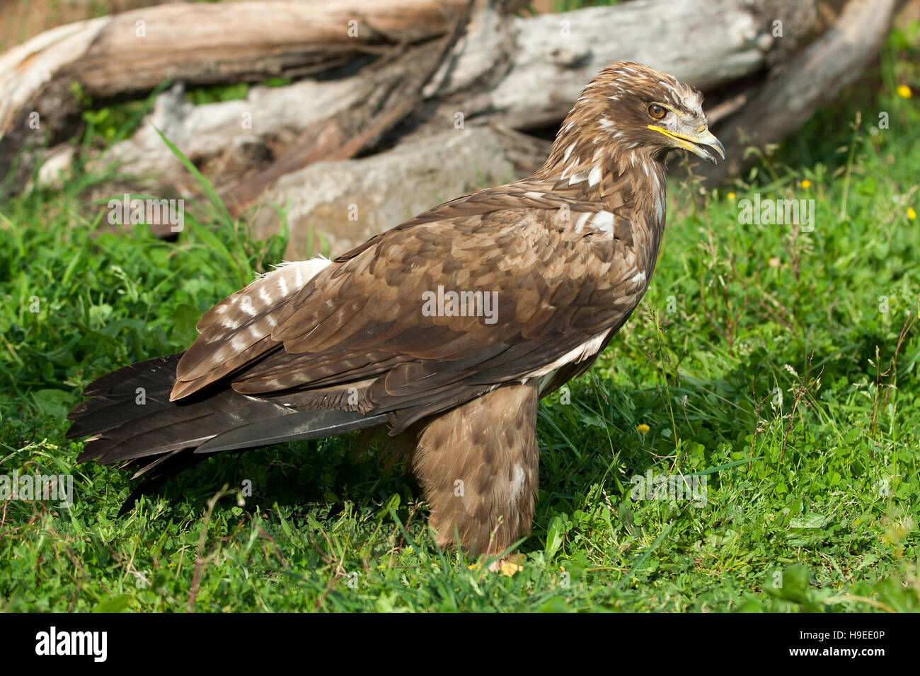Eagle looking ahead hi-res stock photography and images - Alamy
