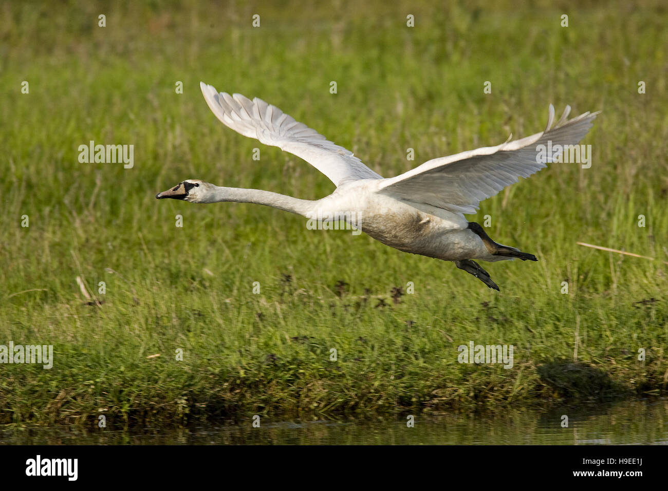 Swan in flight Stock Photo - Alamy