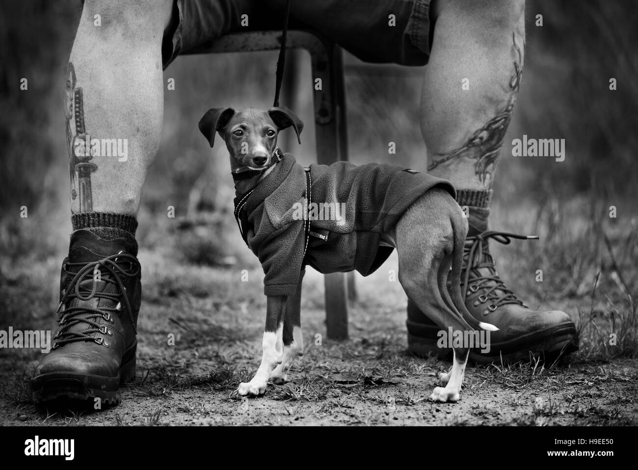 Italian Greyhound puppy with its owner Stock Photo - Alamy