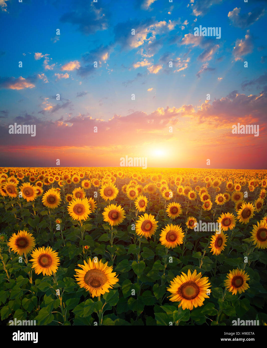 Landscape with sunflowers at sunset Stock Photo - Alamy