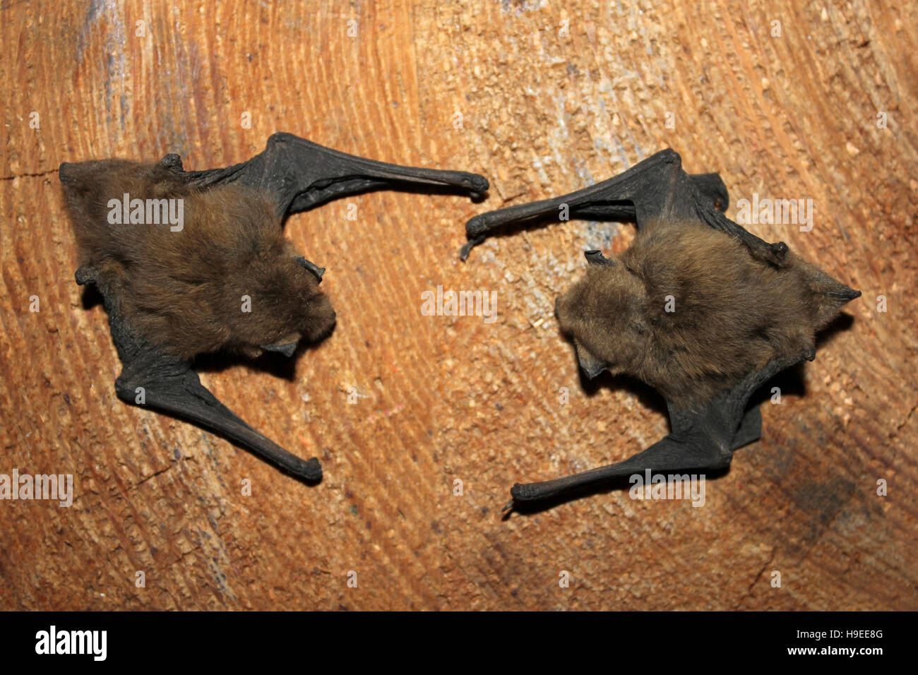 Common Pipistrelle Bat Pipistrellus pipistrellus Stock Photo - Alamy