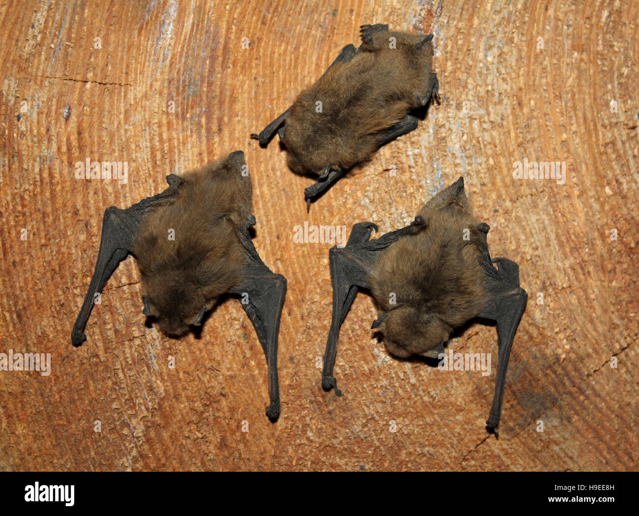Common Pipistrelle Bat Pipistrellus pipistrellus Stock Photo - Alamy