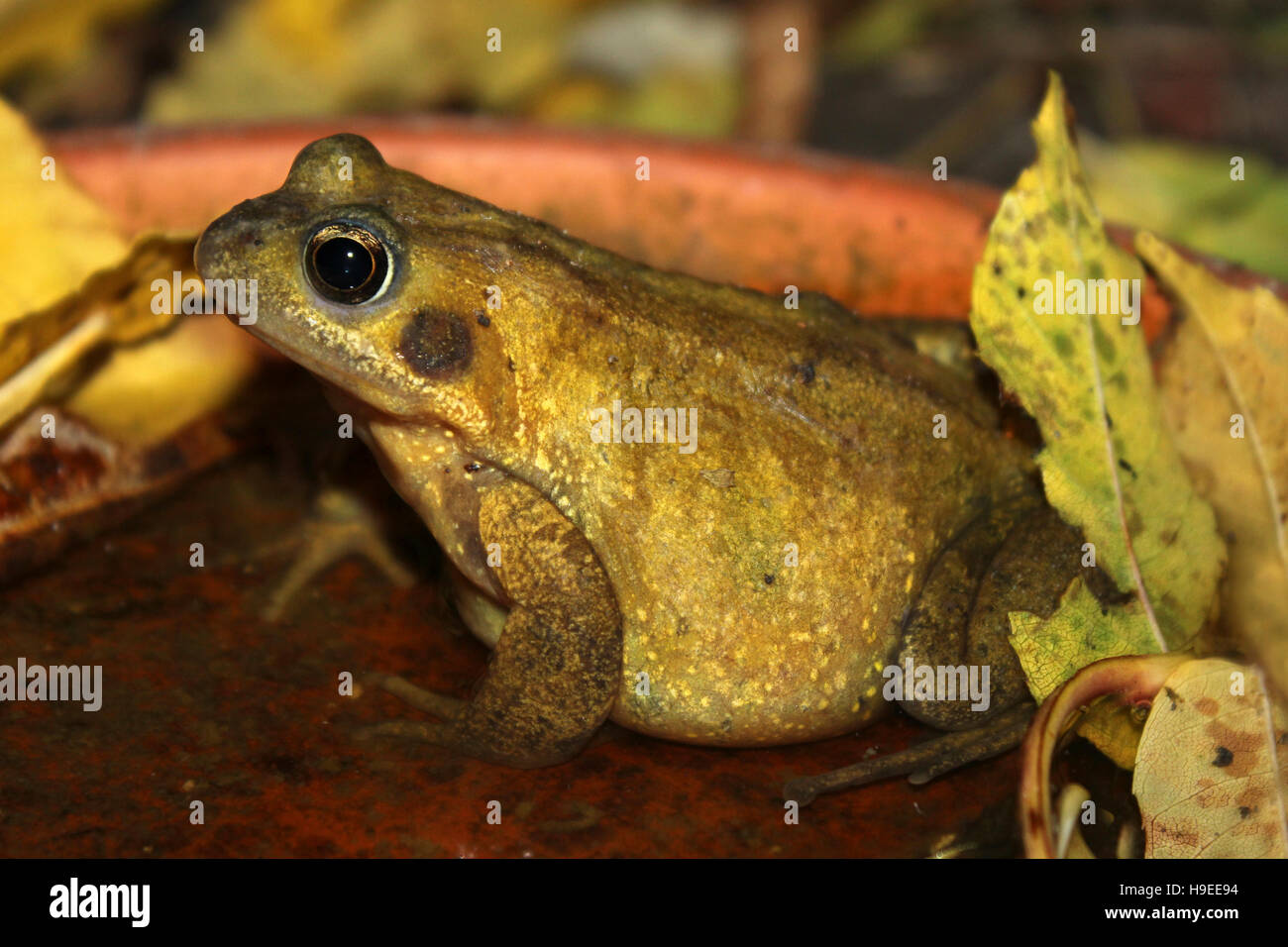 Browmborough hi-res stock photography and images - Alamy