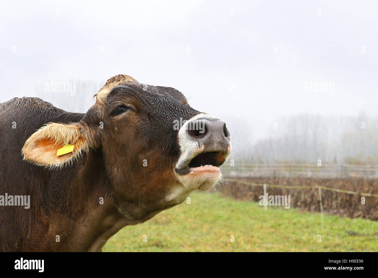 Moo cow hi-res stock photography and images - Alamy