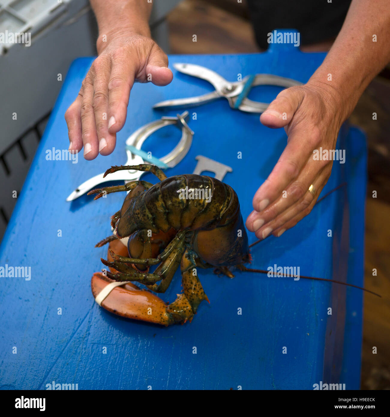 A lman demonstrates how to 'hypnotise' a lobster at Halls Harbour ...