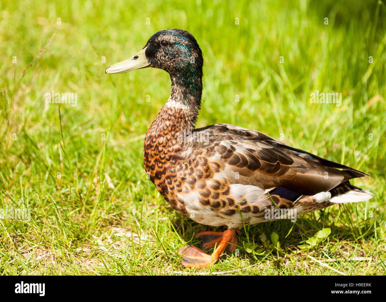 One male Mallard duck (Anas platyrhynchos) outdoors on grass field ...