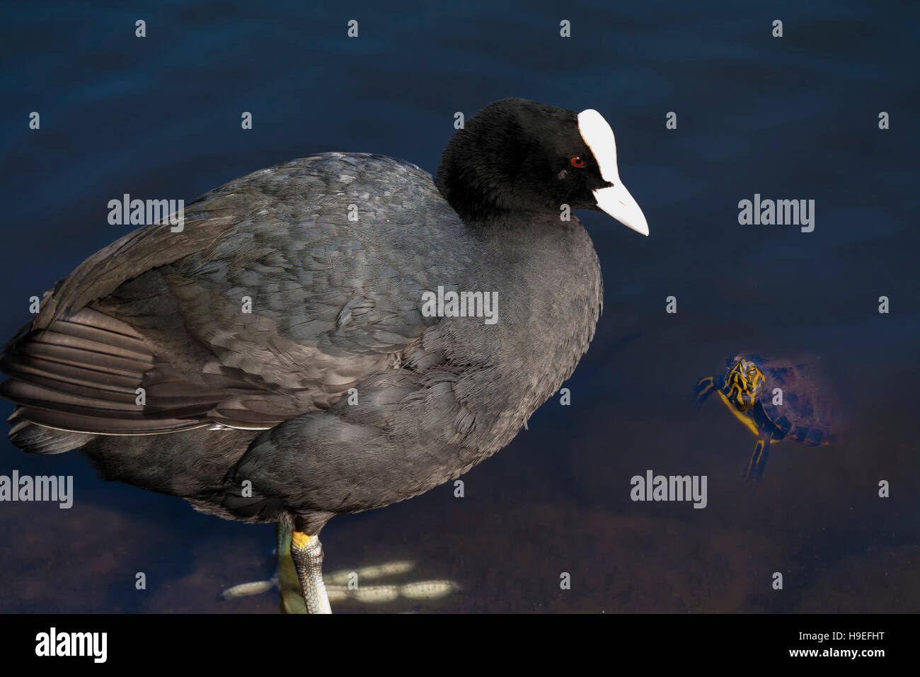coot and turtle starring one each other , falling in love Stock Photo ...