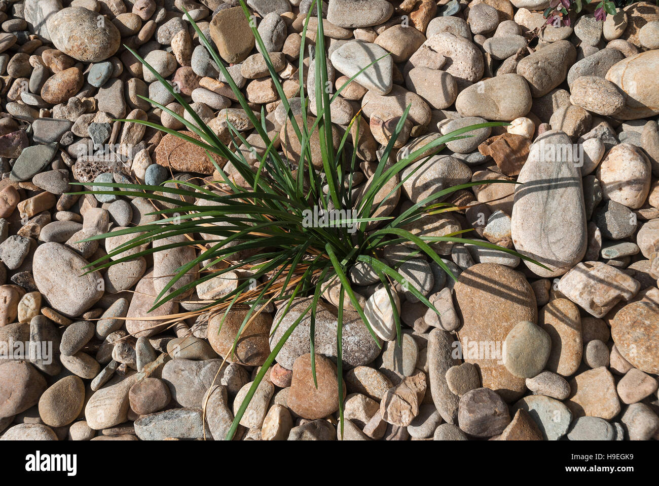 Plant growing among landscape rocks Stock Photo - Alamy