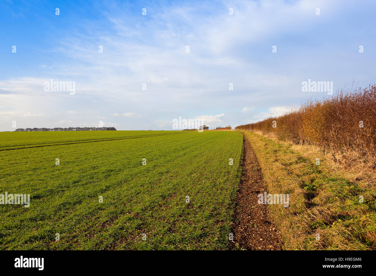 Hawthorn hedgerows and seedling cereal crops high on the Yorkshire ...