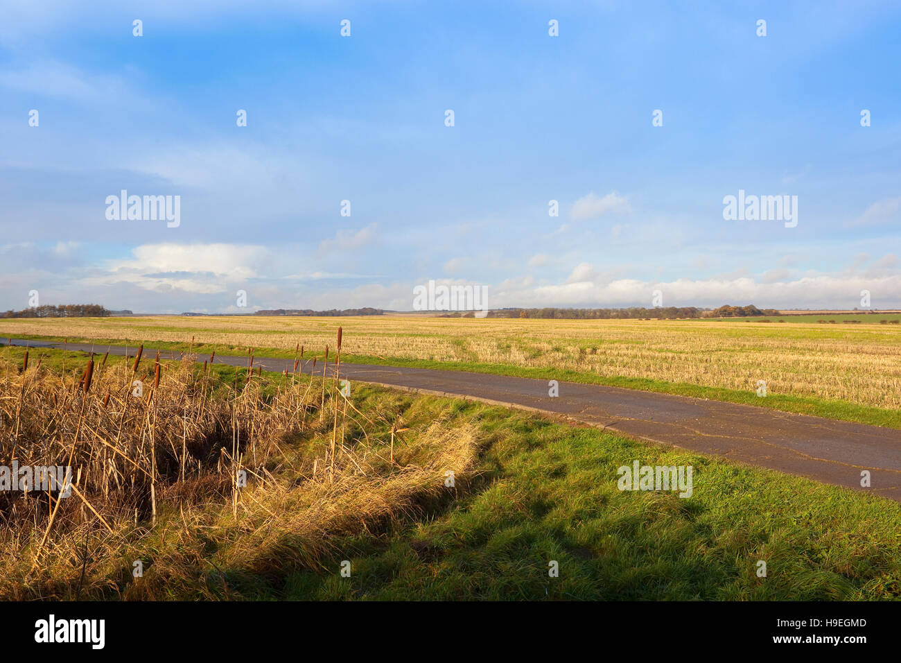 Bullrushes pond landscape autumn fall hi-res stock photography and ...