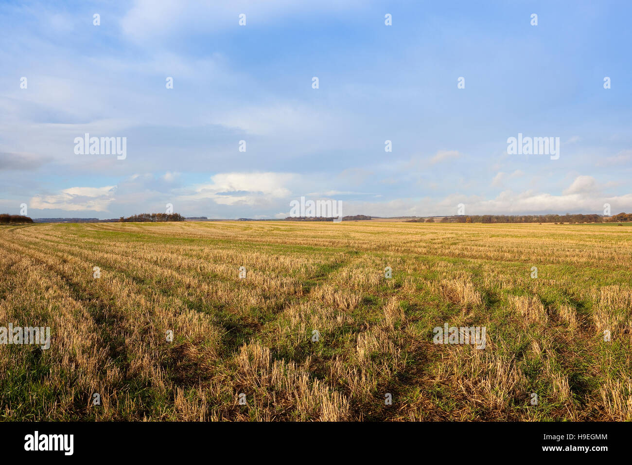 Weedy field hi-res stock photography and images - Alamy